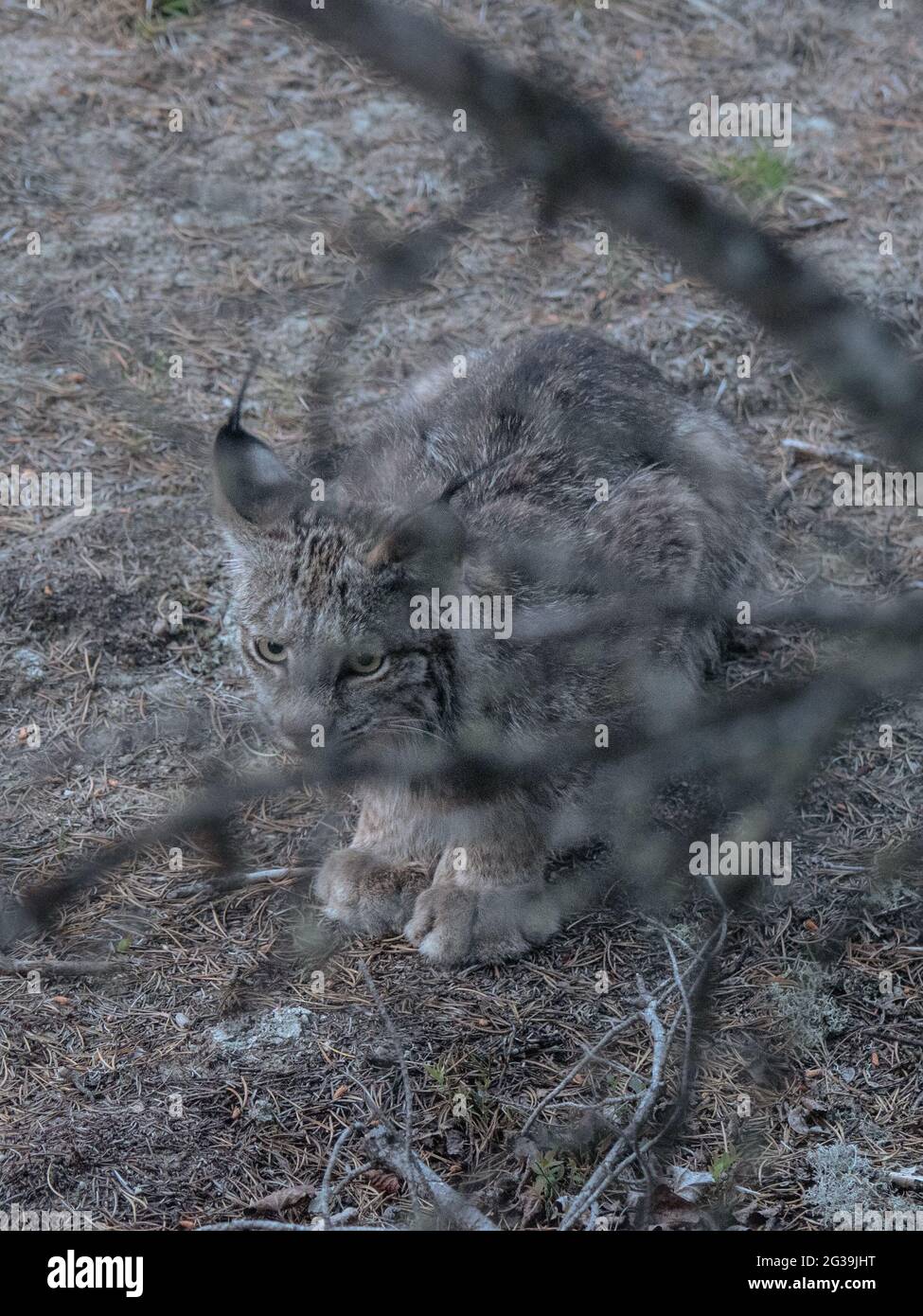 Canada lynx snowshoe hare hi-res stock photography and images - Alamy