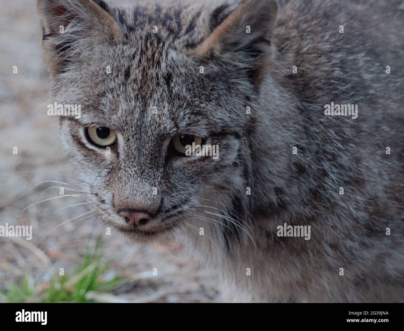 Close-up shot of the face of a Canada Lynx in the wilderness, Quebec ...