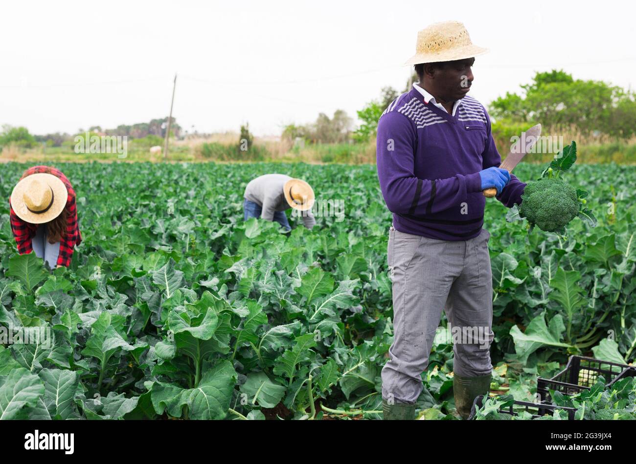 African american farmer gathering crop of broccoli Stock Photo - Alamy