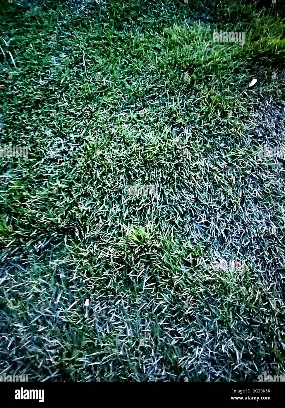 Vertical shot of green grass for wallpaper and background Stock Photo ...