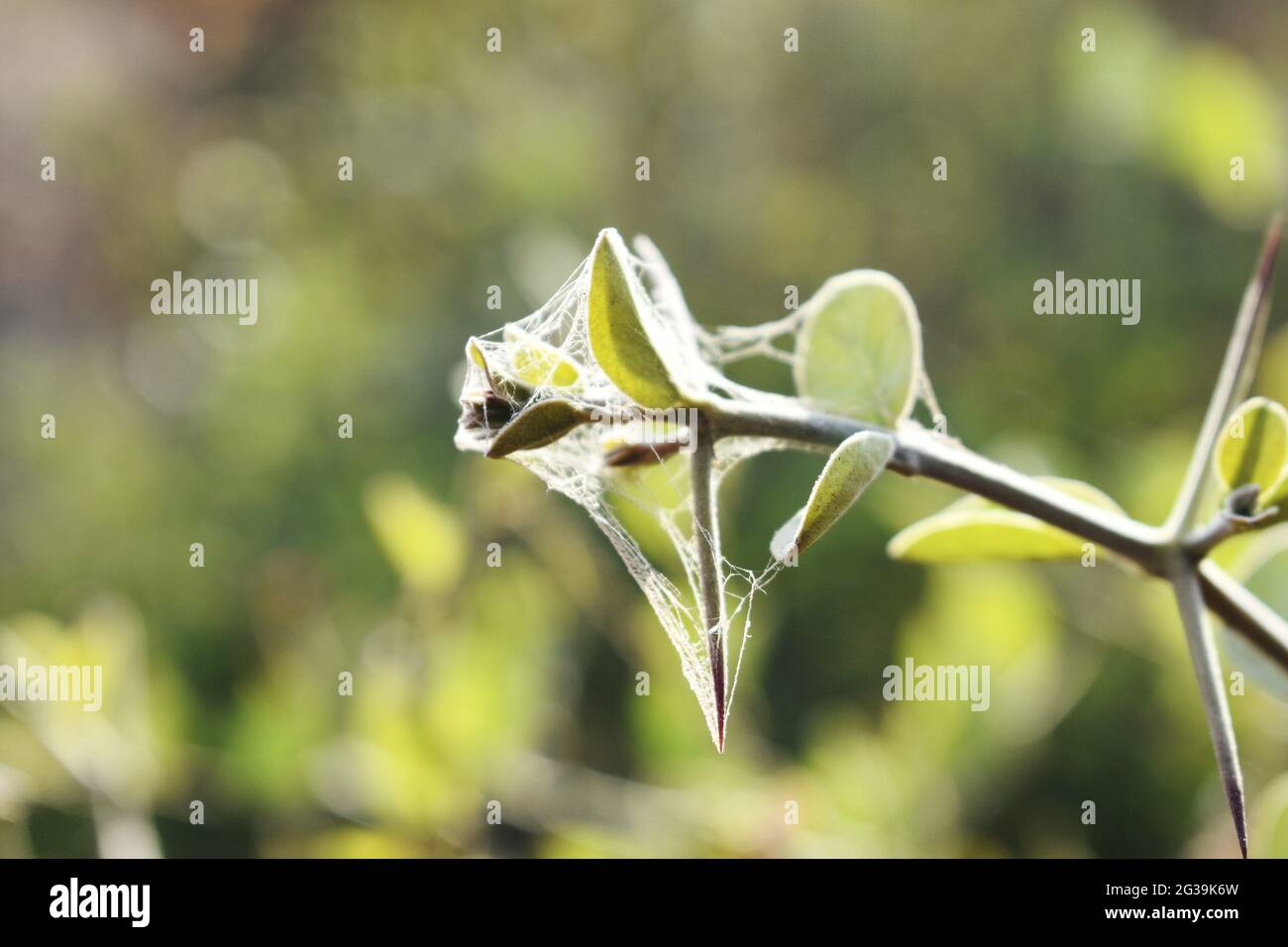 Selective focus of green leaves for wallpaper and background Stock ...