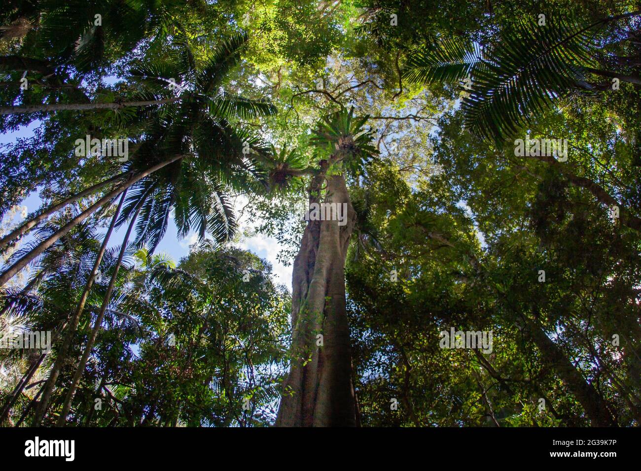 Strangler tree at Mt Tamborine, Curtis Falls Circuit Stock Photo - Alamy