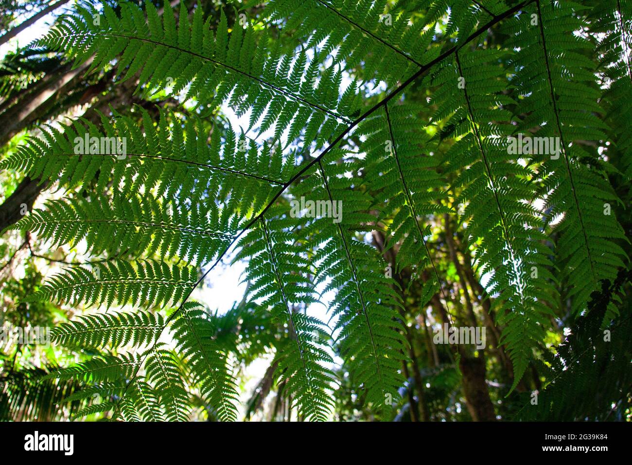 Tree fern branch at Mt Tamborine, Curtis Falls Circuit Stock Photo - Alamy