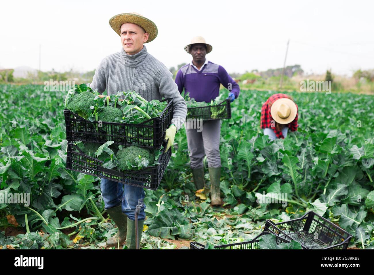Professional male farmer holding crate with broccoli Stock Photo - Alamy