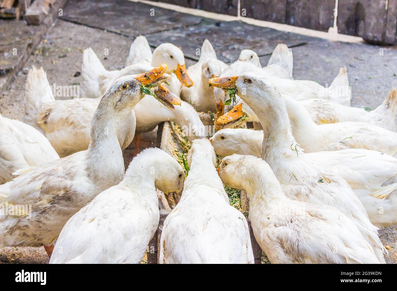 Flock ducks on farm hi-res stock photography and images - Alamy