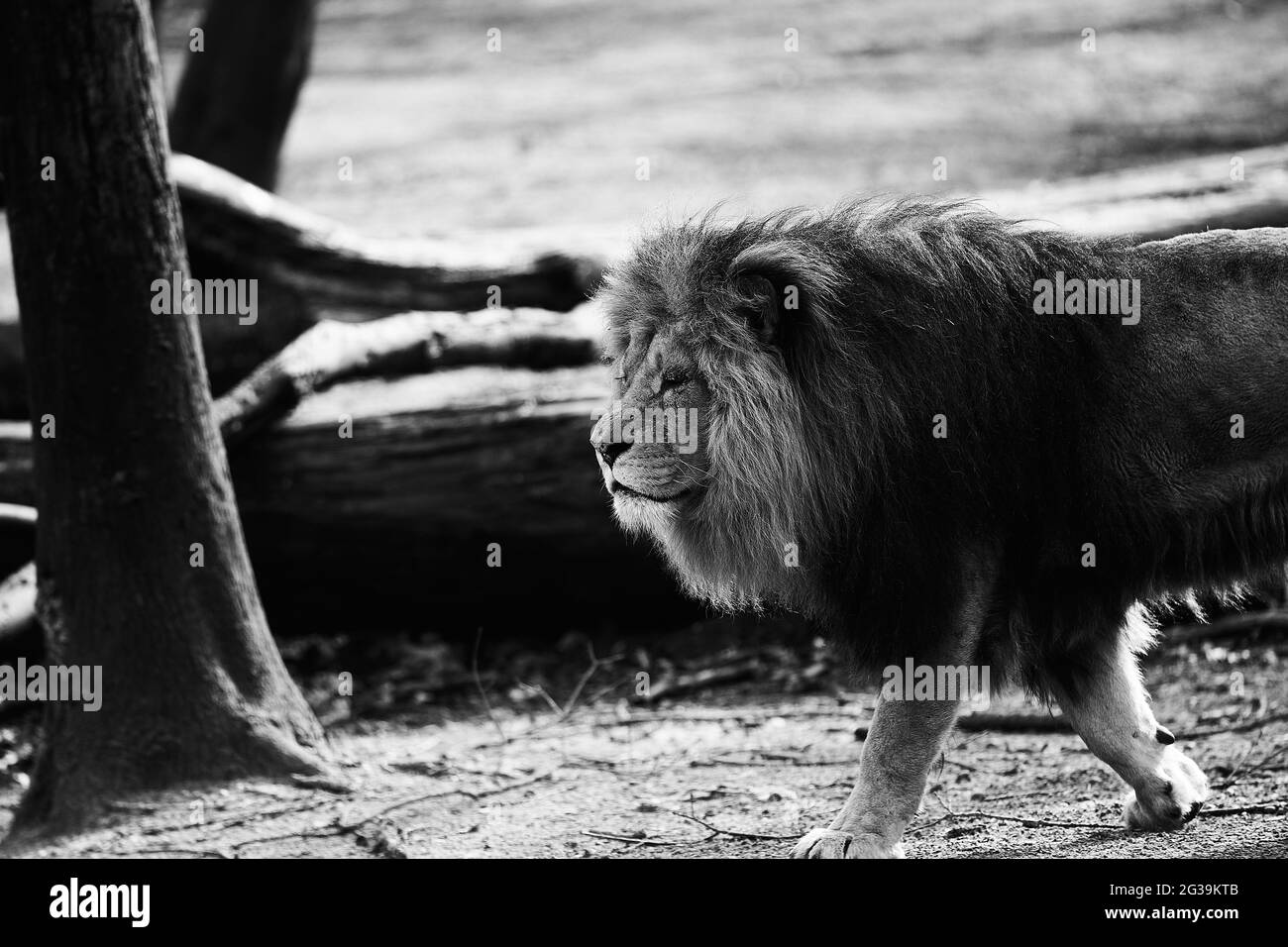 Grayscale shot of a lion walking in the jungle Stock Photo - Alamy