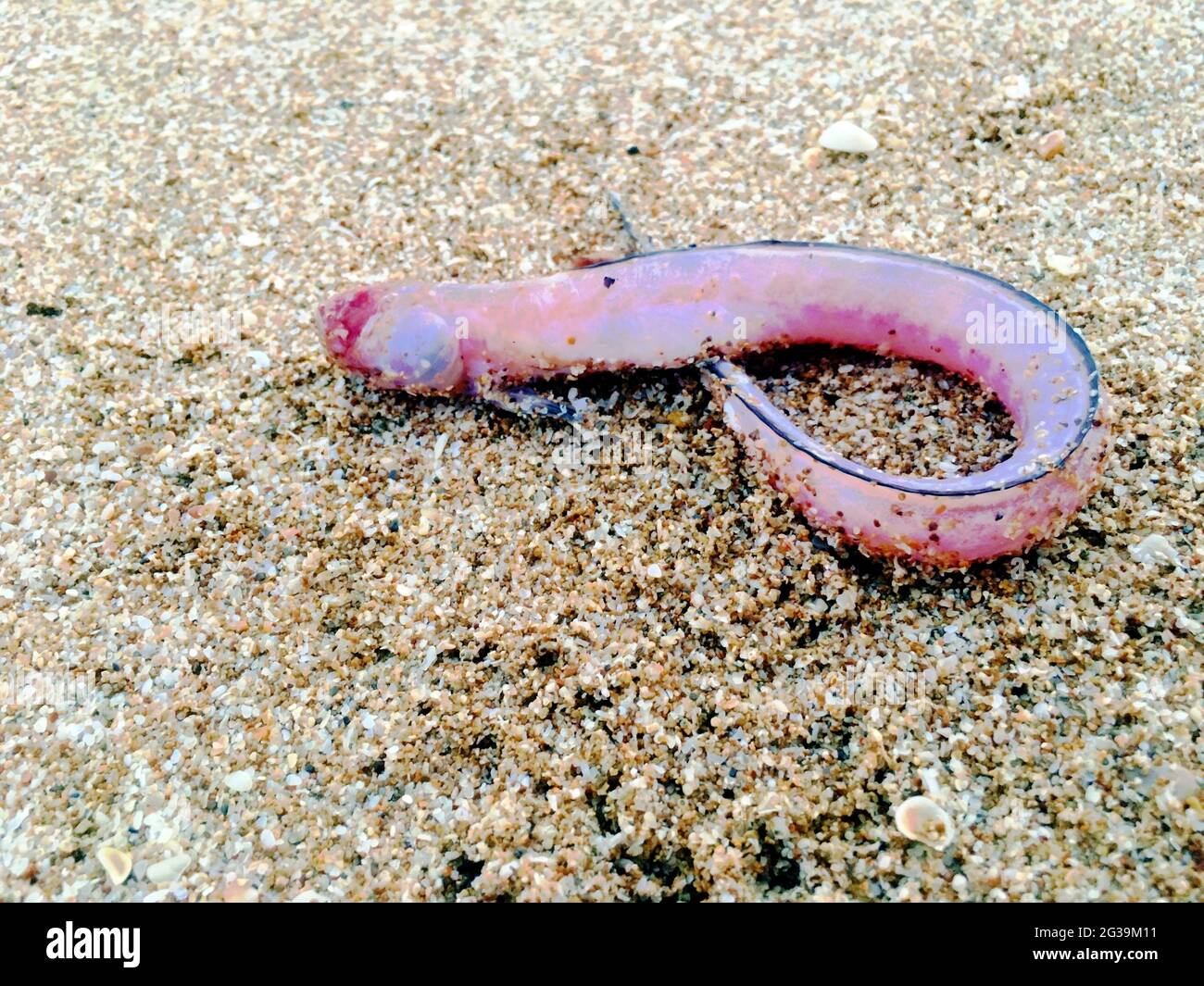 Myxine glutinosa hi-res stock photography and images - Alamy