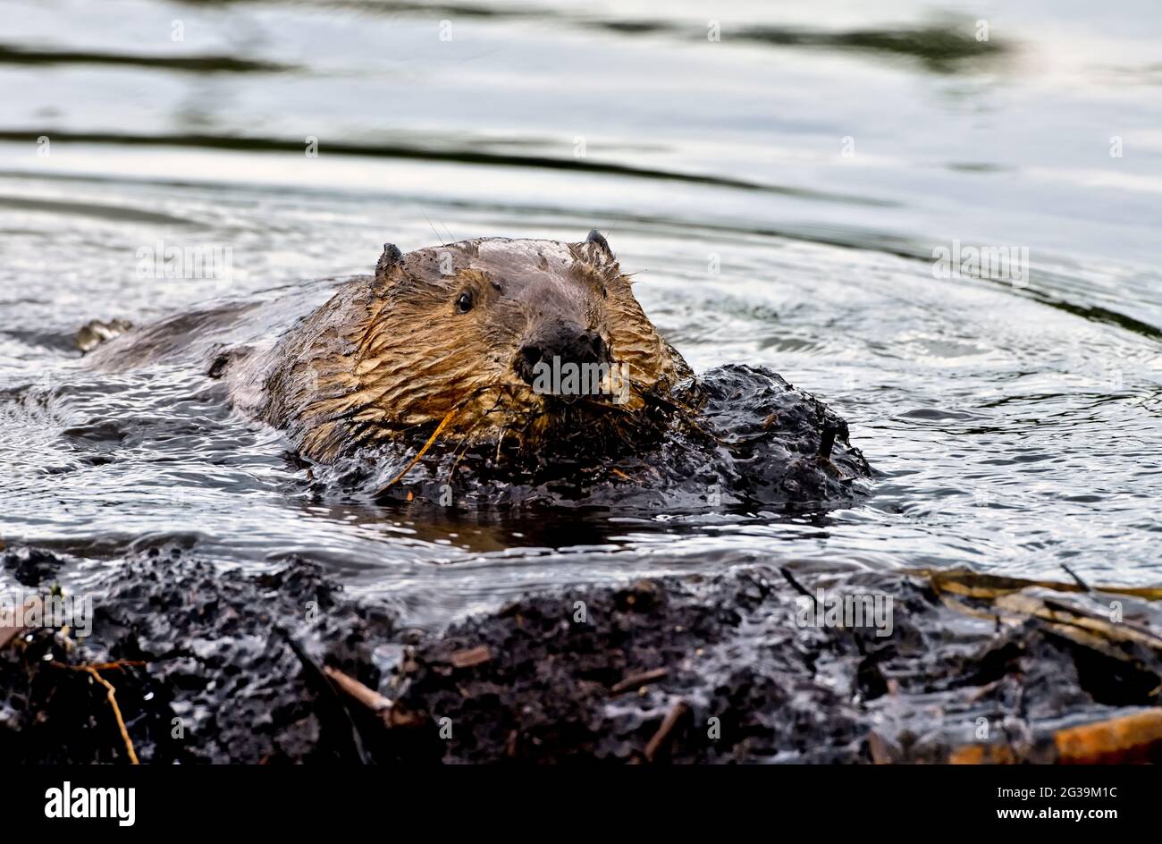 A bwild beaver "Castor canadensis", bringing a load of wet mud to pack ...