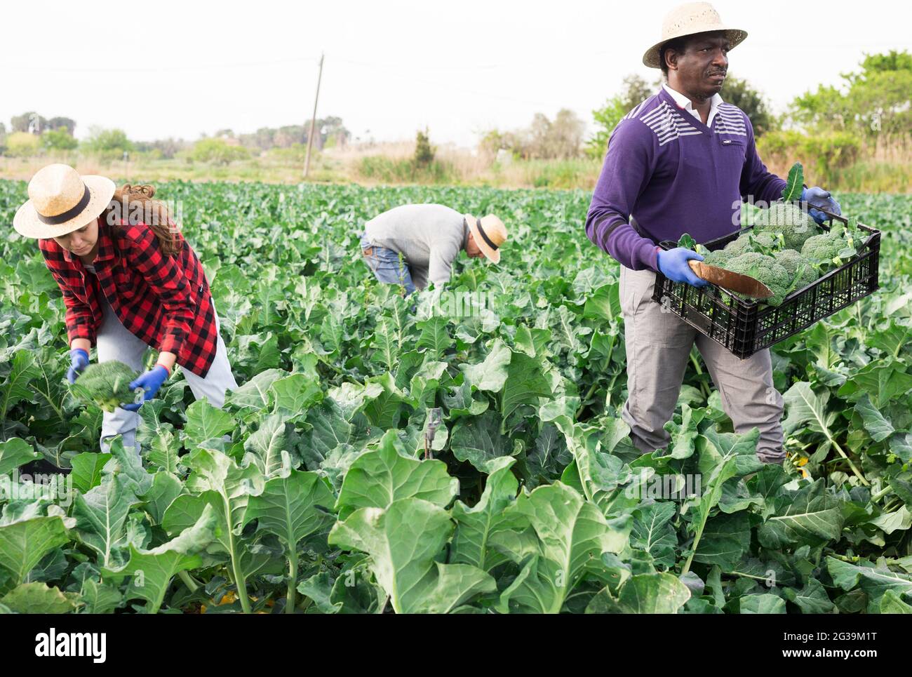 Afro american farmer picking organic broccoli in crates Stock Photo - Alamy