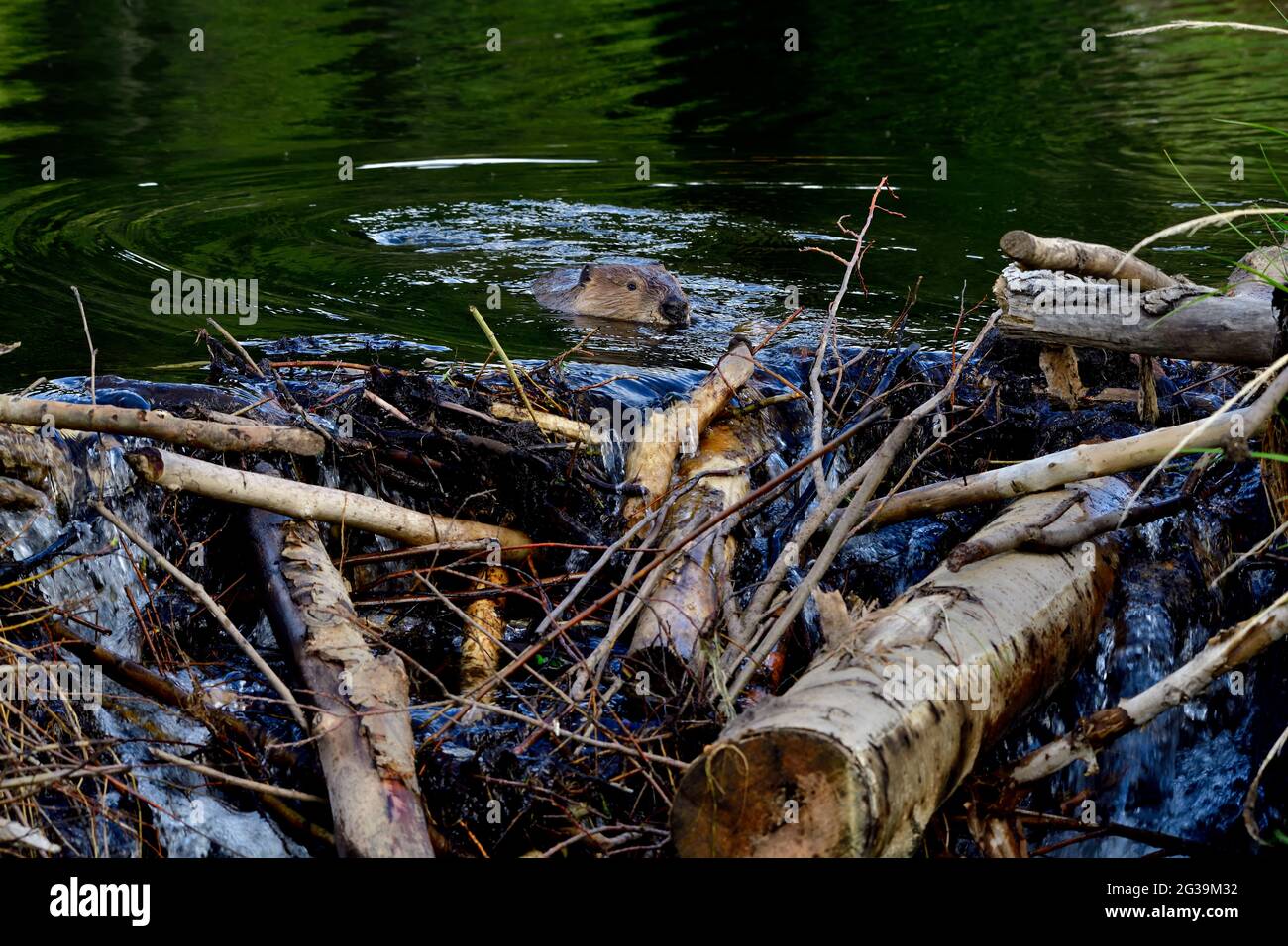 A wild beaver "Castor canadensis", checking out his beaver dam after a ...