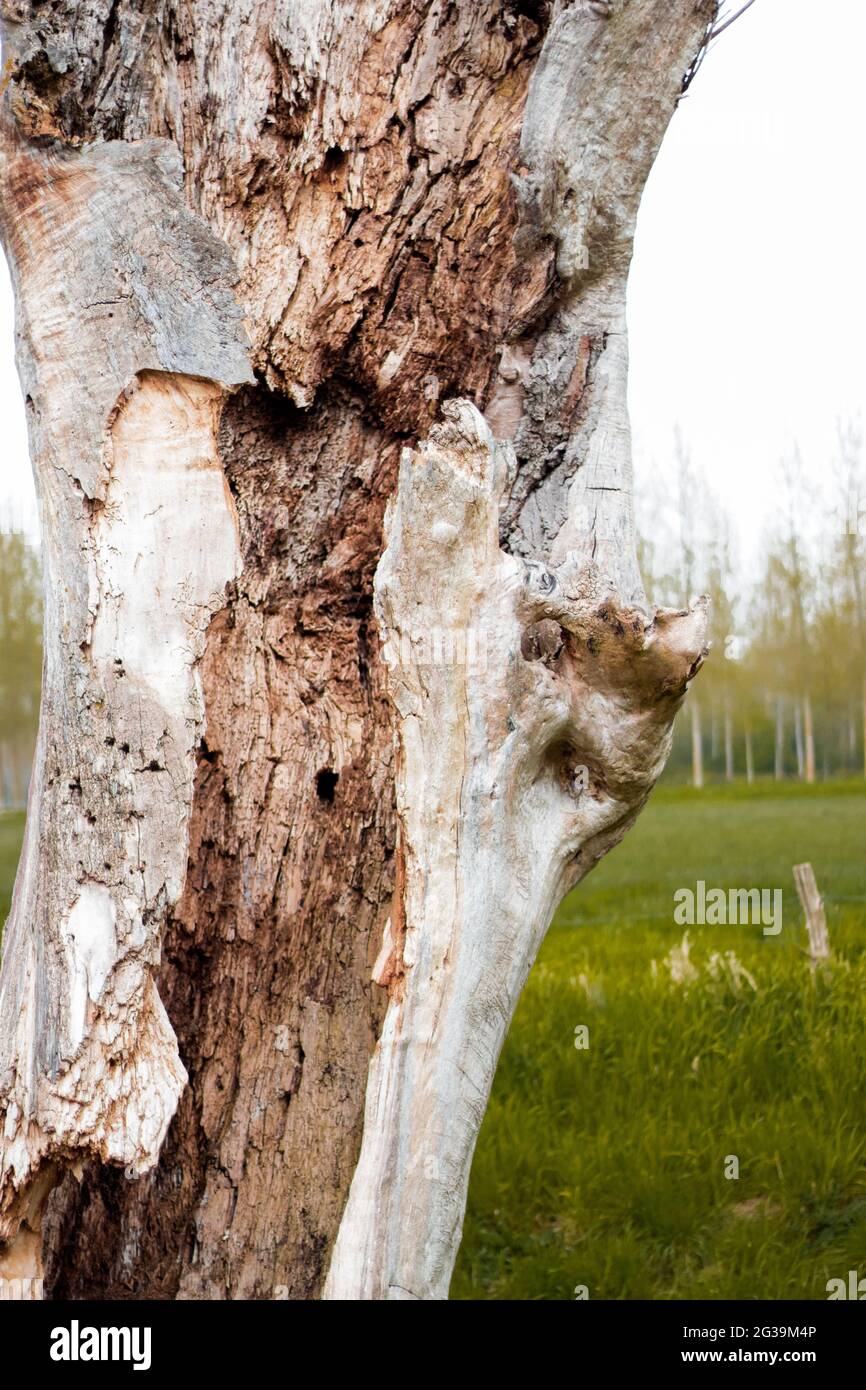 Vertical shot of a tree in the forest under a bright sky Stock Photo ...