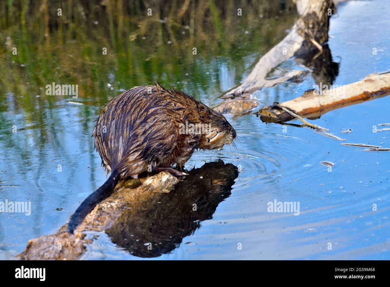A erar view of a wild Muskrat " Ondatra zibethicus" walking on a sunken ...