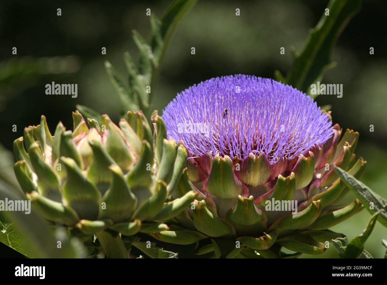 Blooming Purple Artichoke Growing in Garden Blurred Background Stock ...