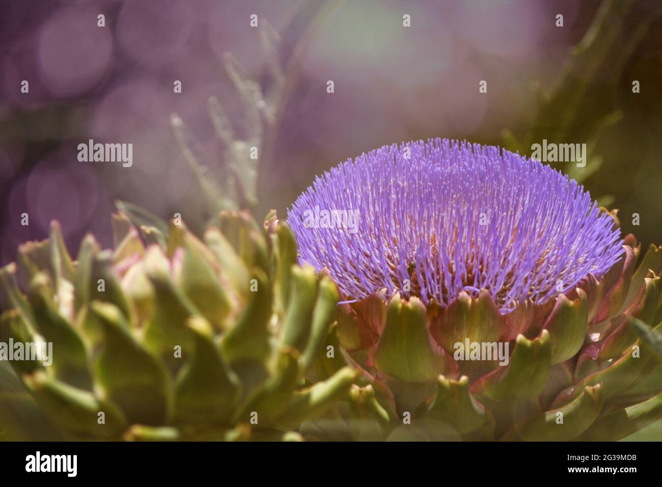 Blooming Purple Artichoke Growing in Garden Blurred Background Stock ...