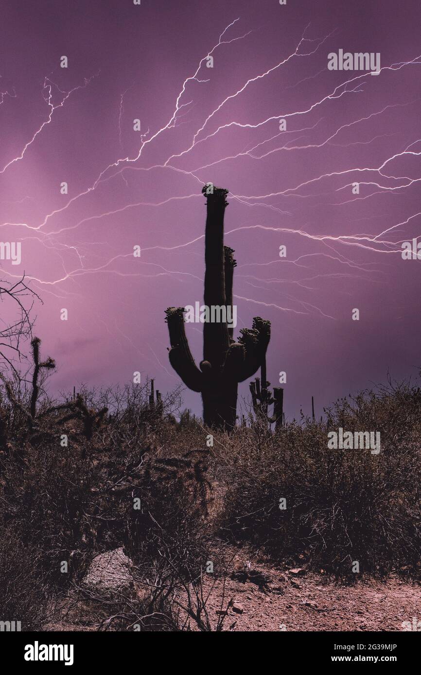 Saguaro Cactus in a Lighting Storm in Phoenix Arizona Stock Photo - Alamy