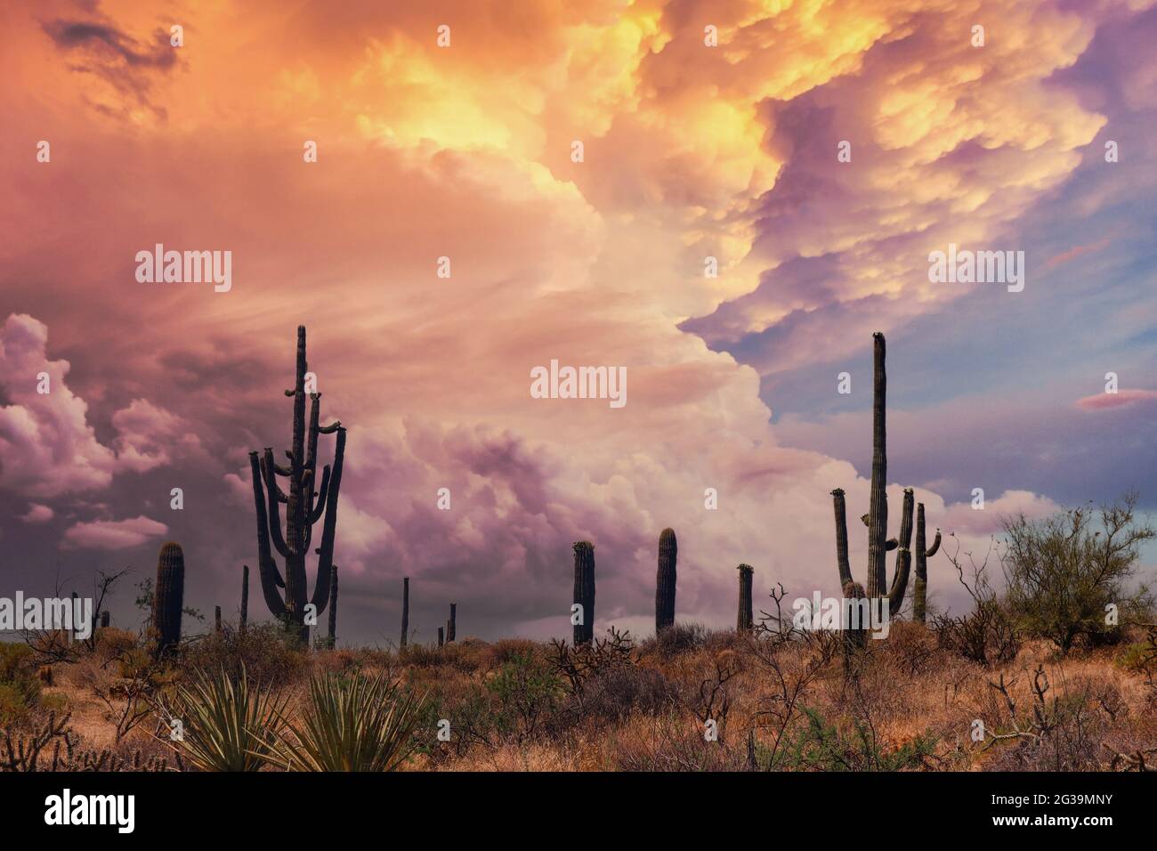 Warm desert hi-res stock photography and images - Alamy
