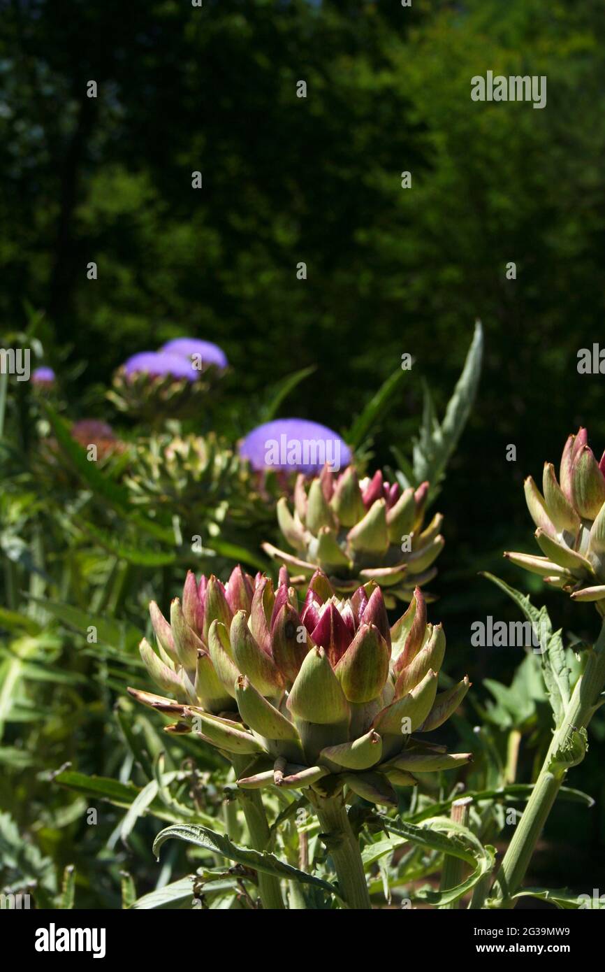 Blooming Purple Artichoke Growing in Garden Blurred Background Stock ...
