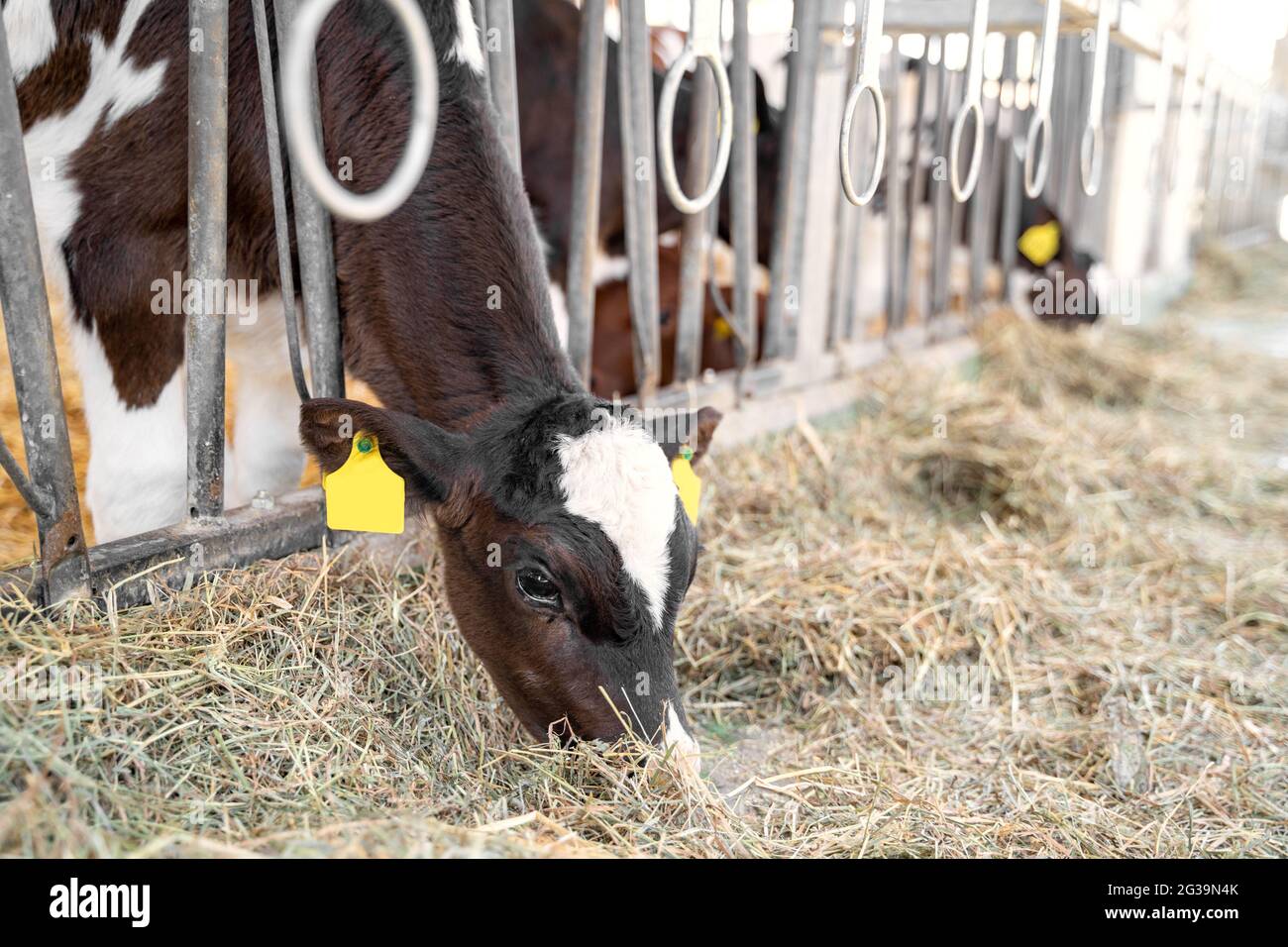Clean brown-colored cow with white spots, with yellow tag on ear eats ...