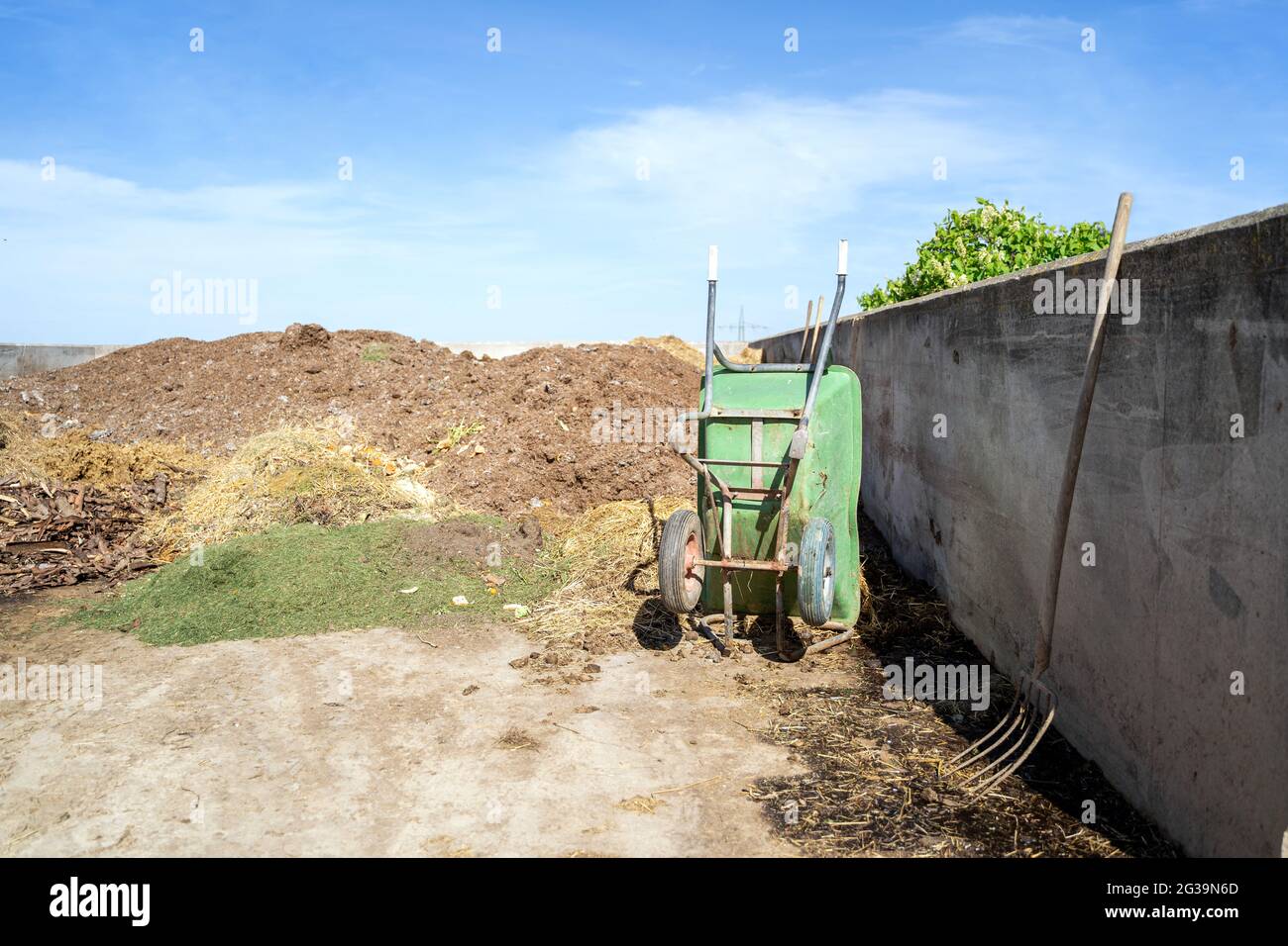 Green rusty wheelbarrow stands in a concrete container for crops ...