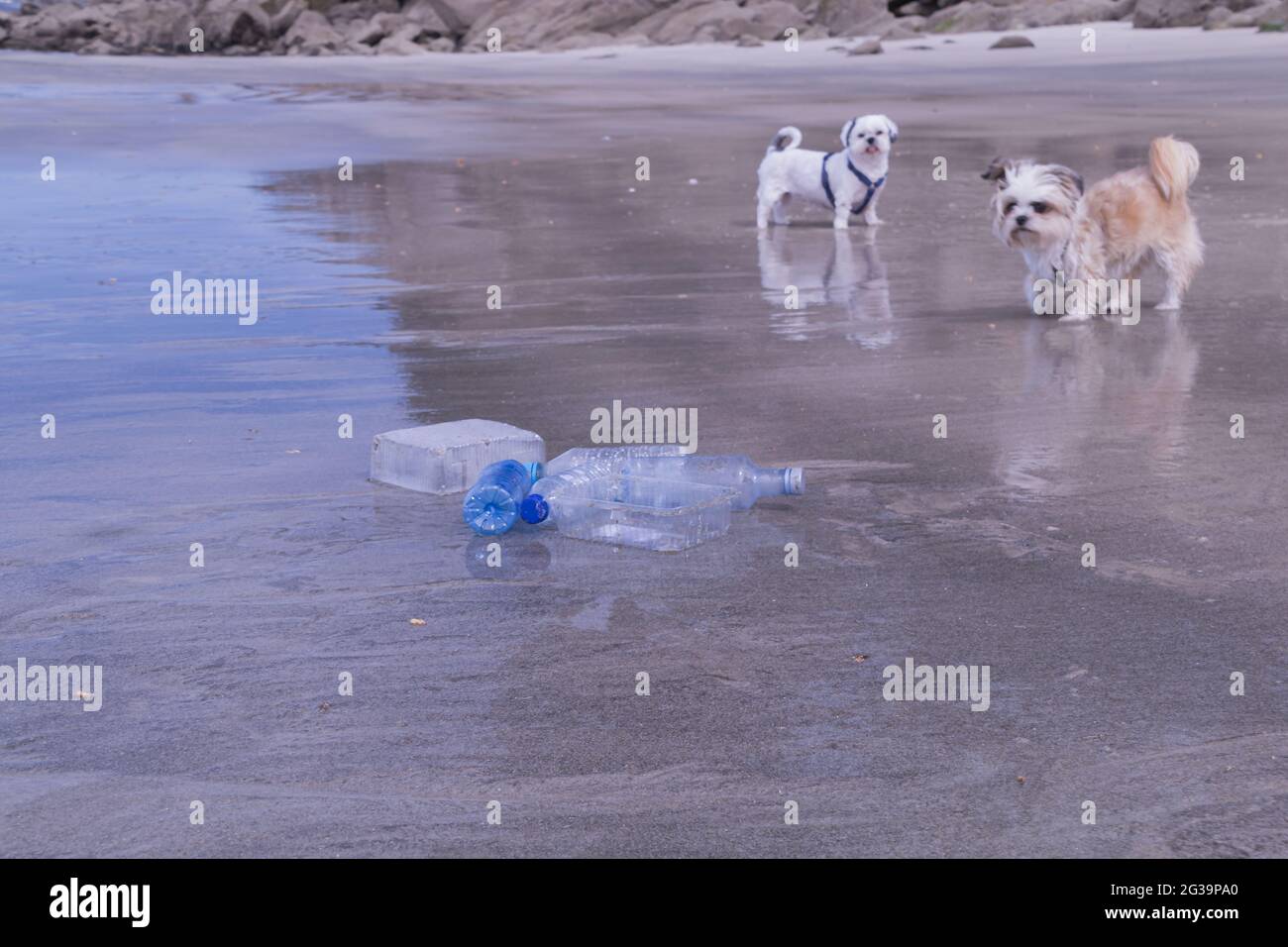 Plastic bottle waste and dogs on the beach - environmental pollution ...
