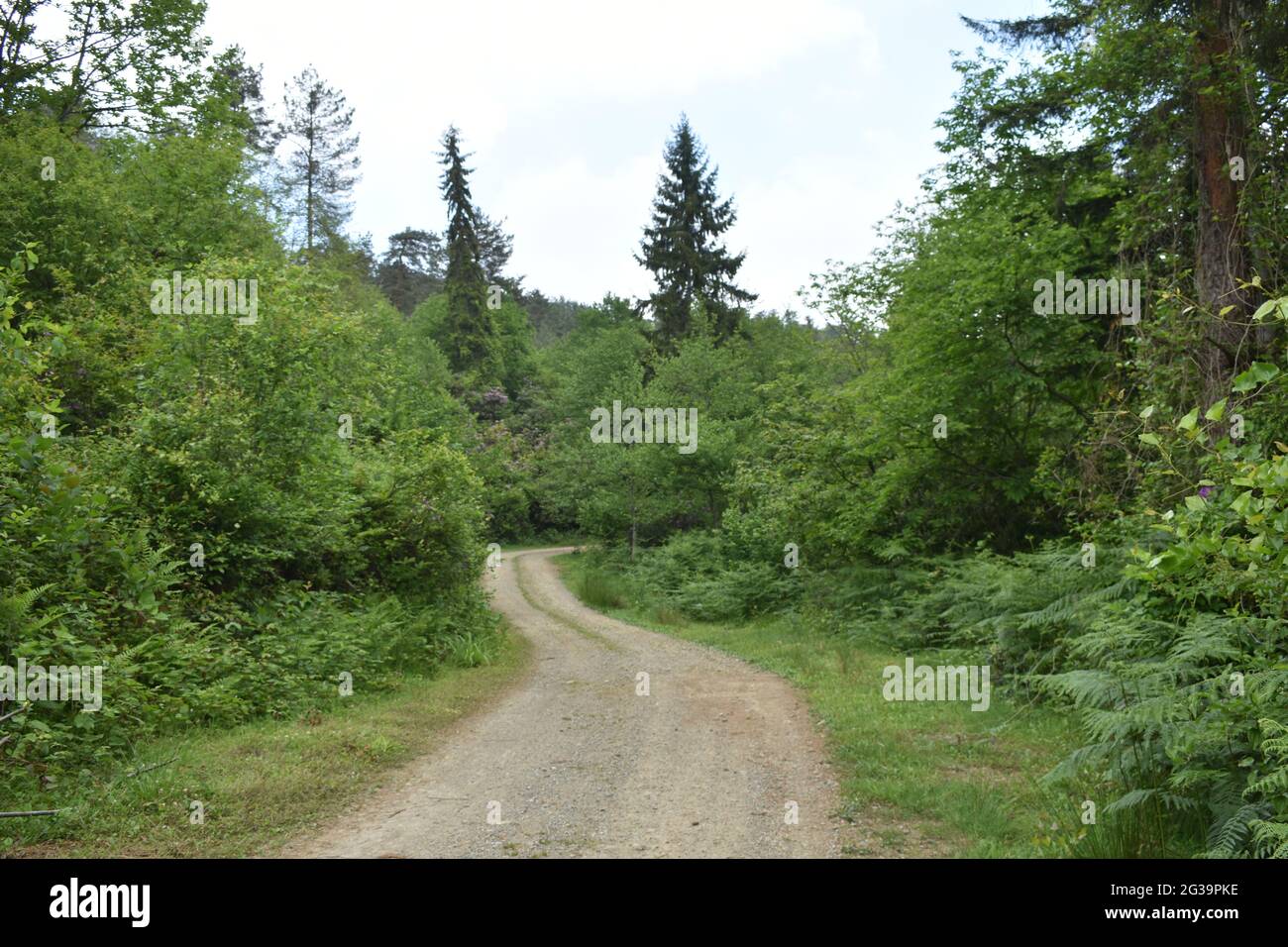 Pathway leading into the forest Stock Photo - Alamy