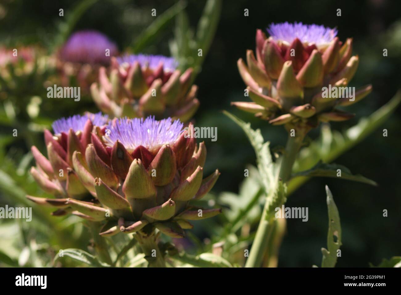 Blooming Purple Artichoke Growing in Garden Blurred Background Stock ...