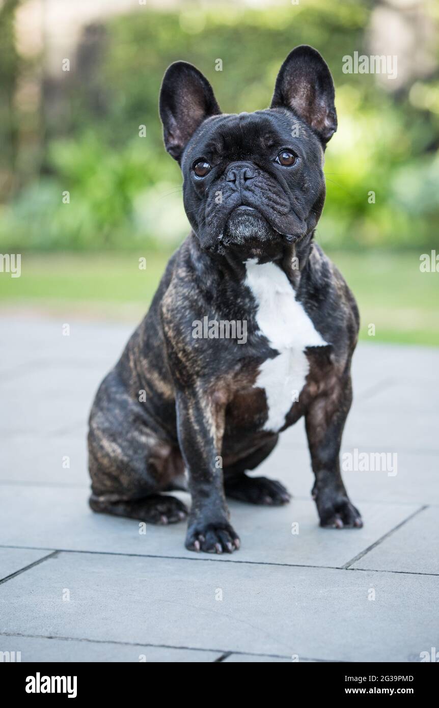 French bulldog back hi-res stock photography and images - Alamy