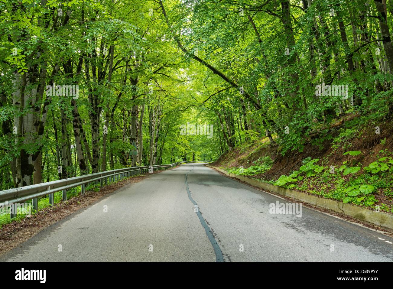 Sabaduri forest in summer, a beautiful place in the north of Tbilisi ...
