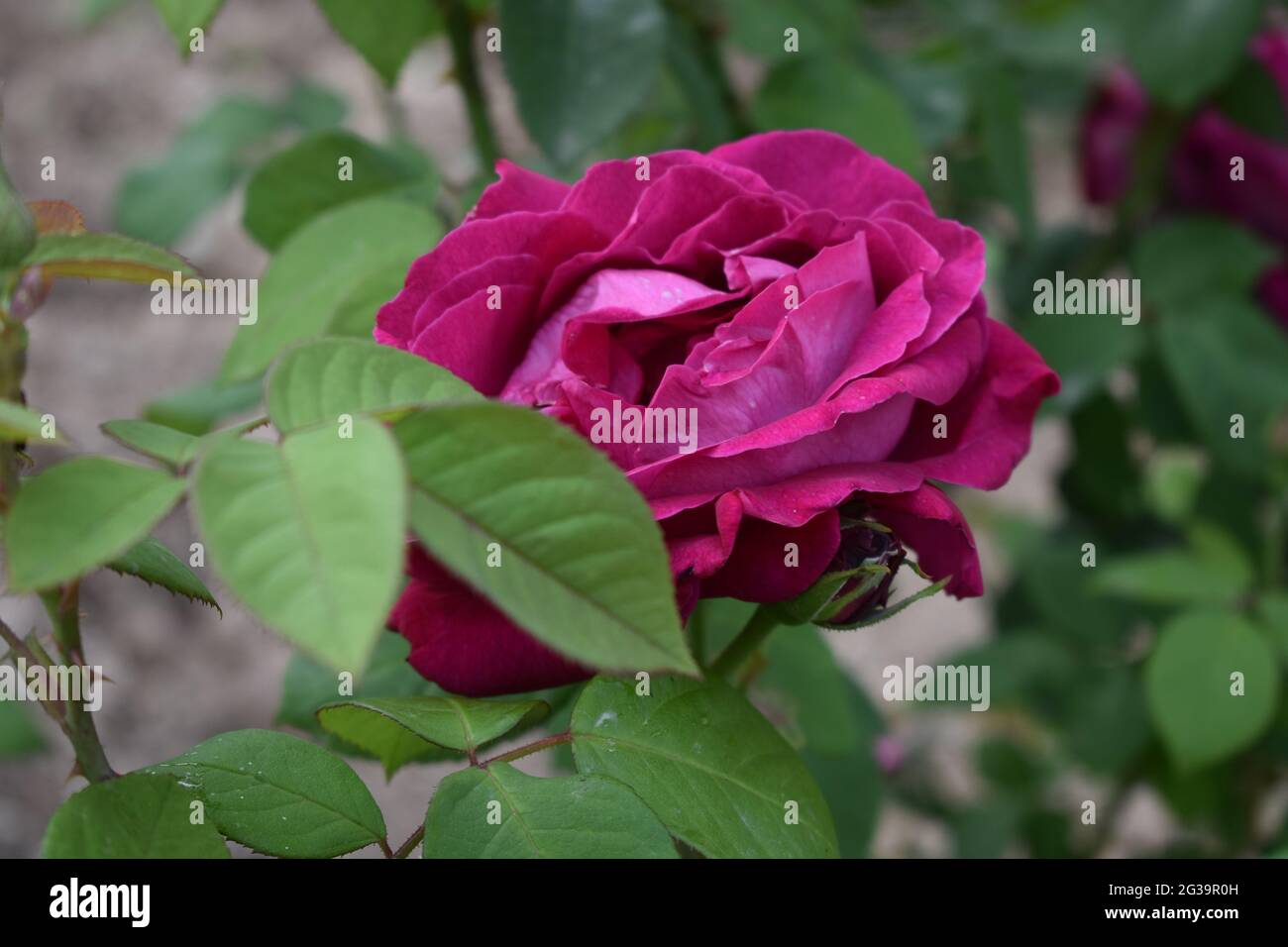 Closeup shot of a beautiful blooming rose Stock Photo - Alamy