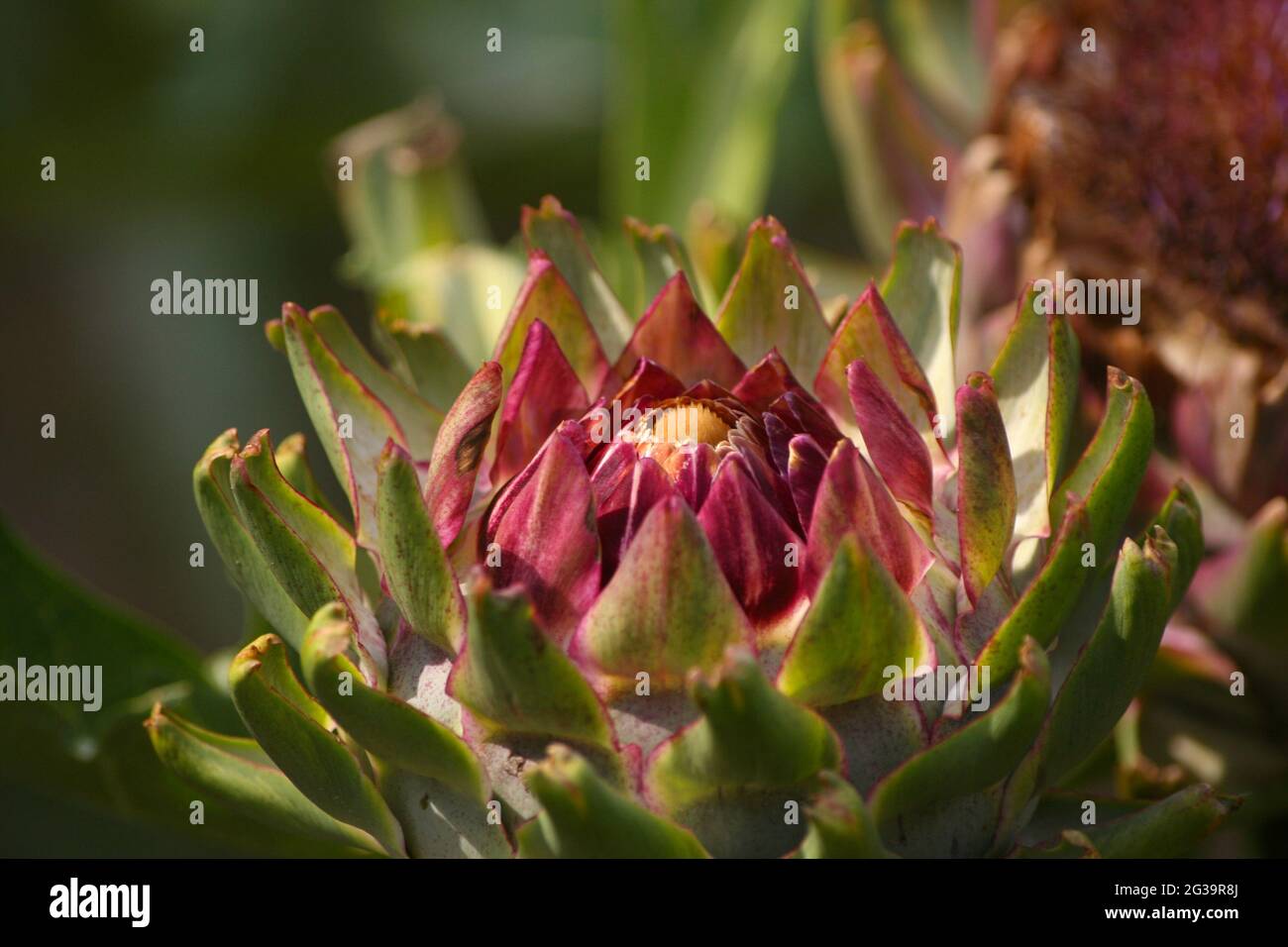 Blooming Purple Artichoke Growing in Garden Blurred Background Stock ...