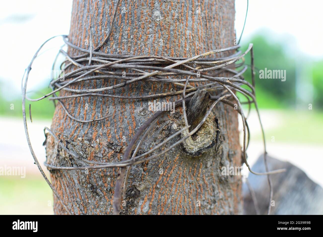Vines Wrapped Around Tree High Resolution Stock Photography and Images ...