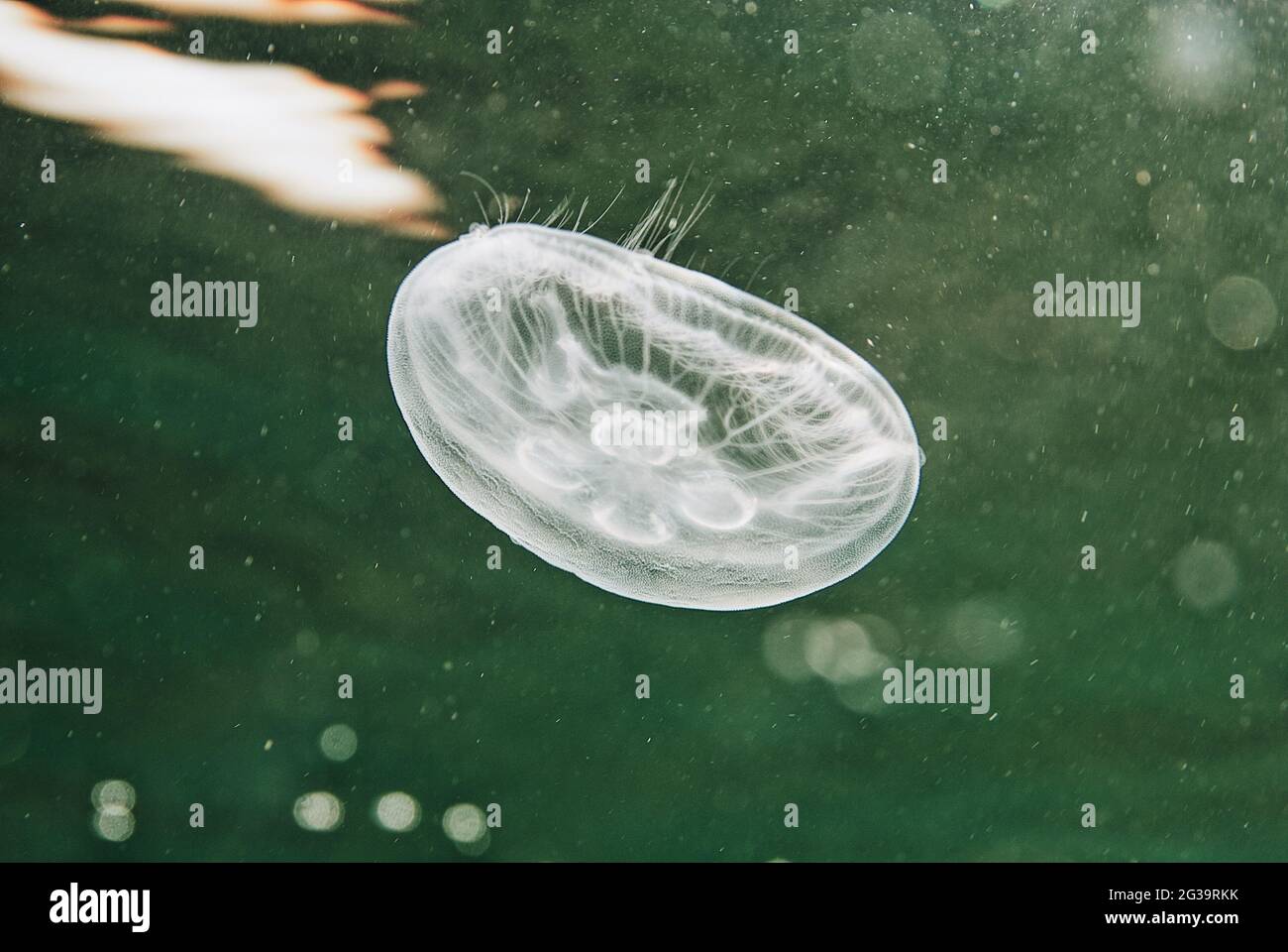 Closeup of a clear white jellyfish swimming in a green sea with the sun ...