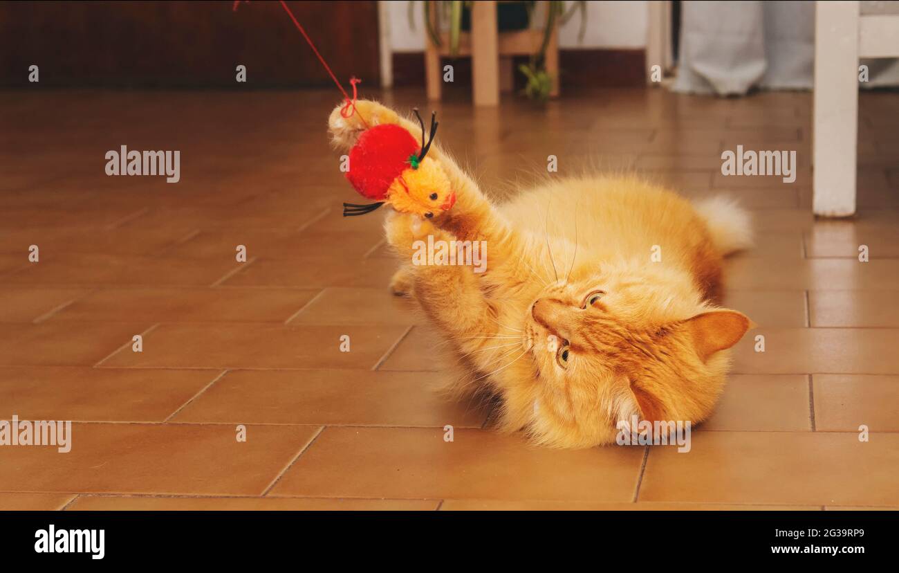 Happy ginger hi-res stock photography and images - Alamy