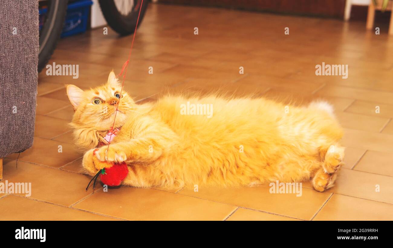 Happy ginger hi-res stock photography and images - Alamy