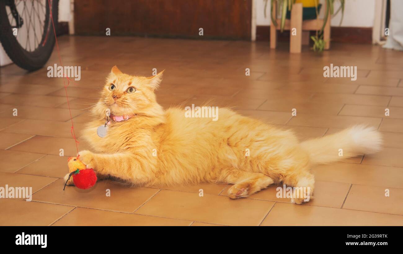 Small ginger playful kitten hi-res stock photography and images - Alamy
