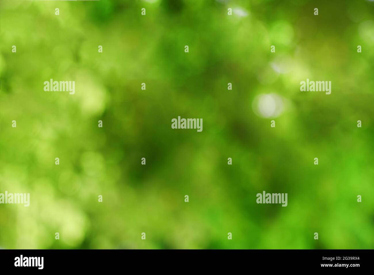 Defocus leaves green of the trees for background Stock Photo - Alamy