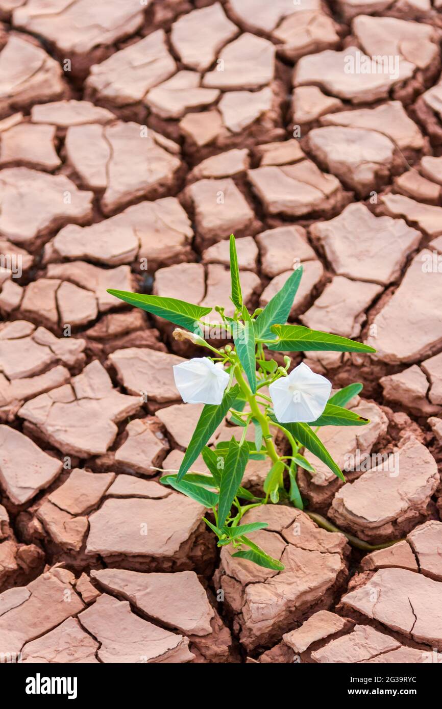 Unfertile soil hi-res stock photography and images - Alamy