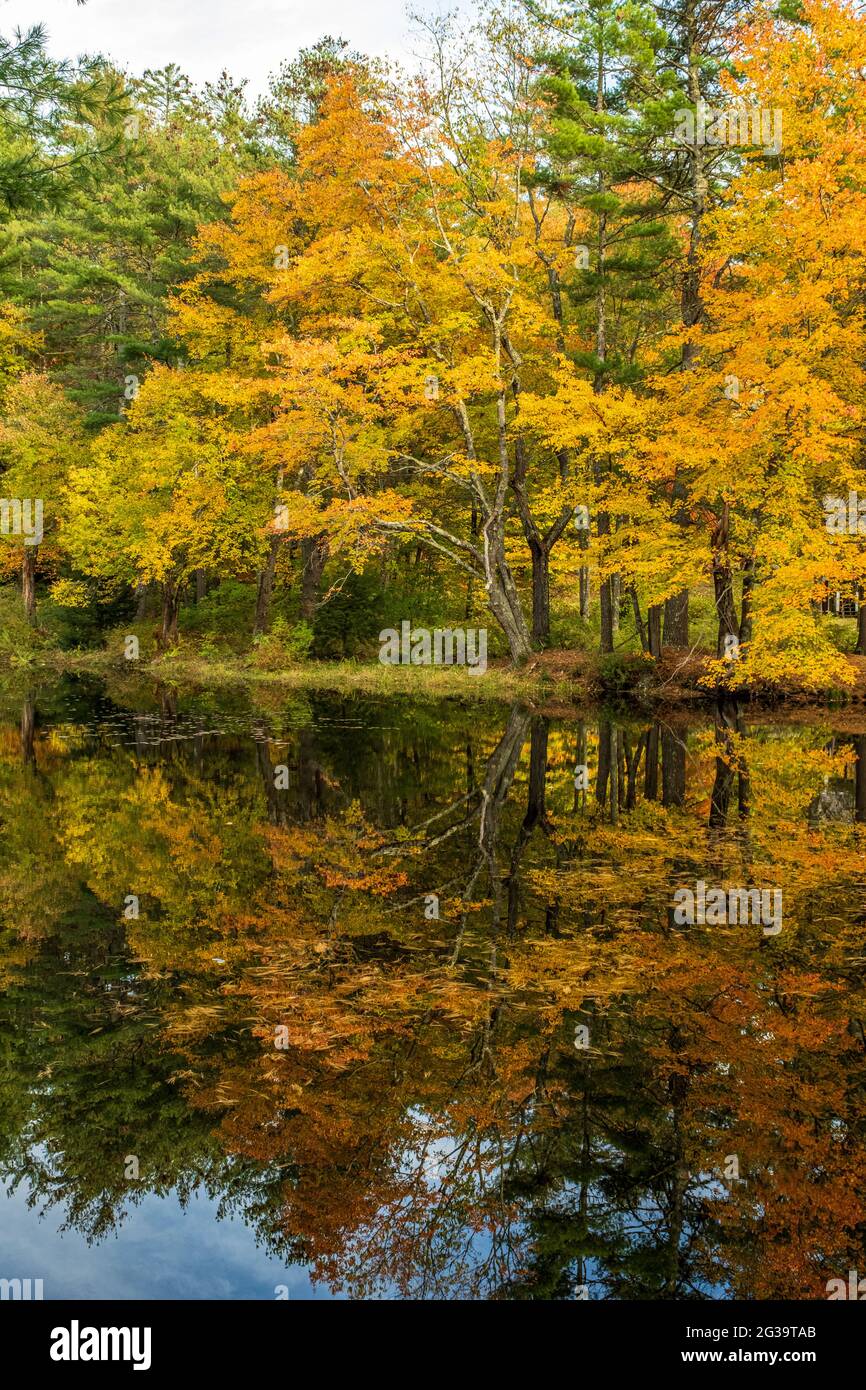 The East Branch of the Swift River in Petersham, Massachusetts Stock ...