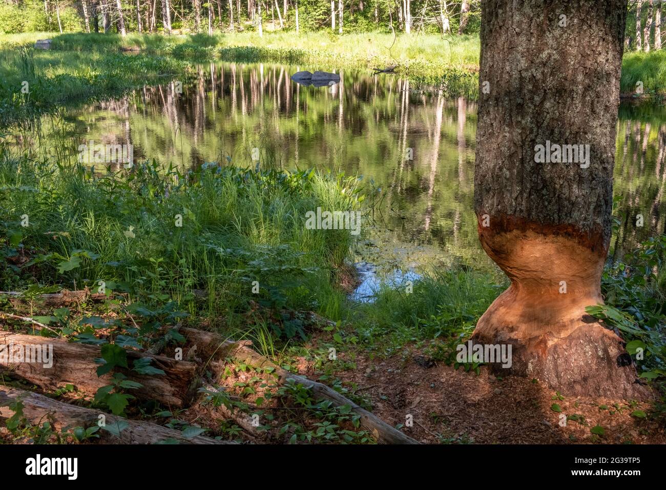 Beaver tree hi-res stock photography and images - Alamy