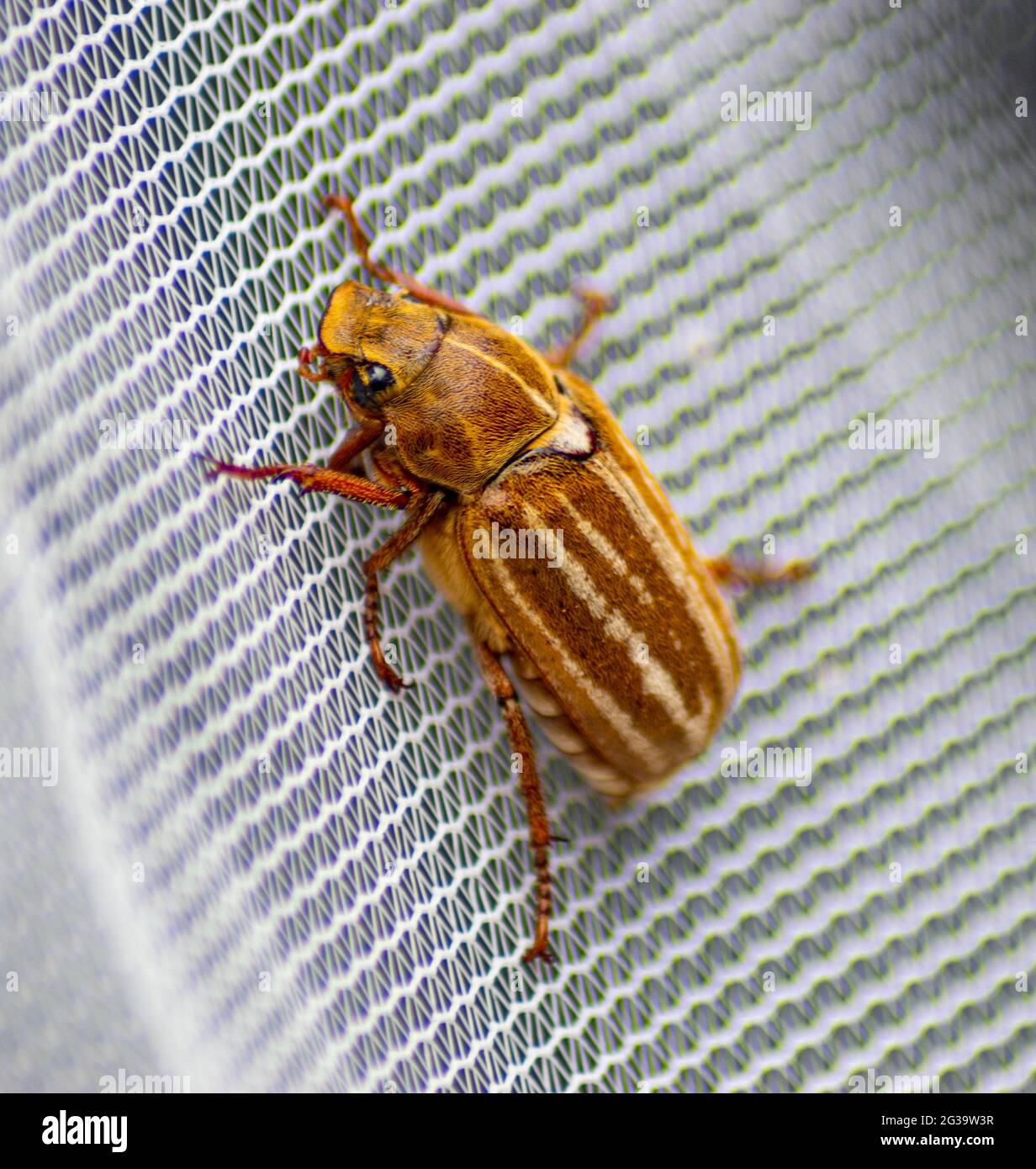 June beetle hi-res stock photography and images - Alamy