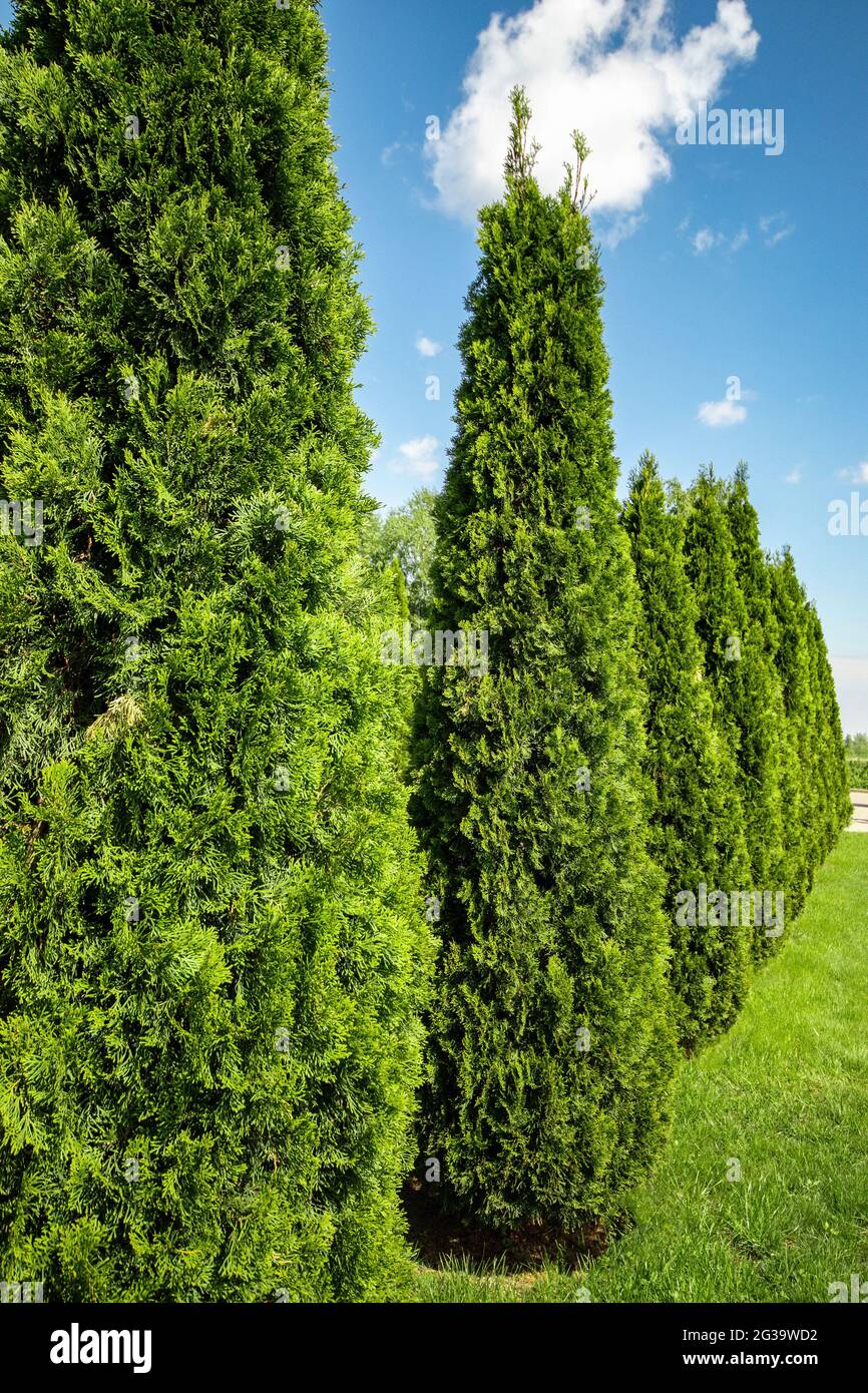 Landscaping of a backyard garden with evergreen conifers. Thuja in a ...
