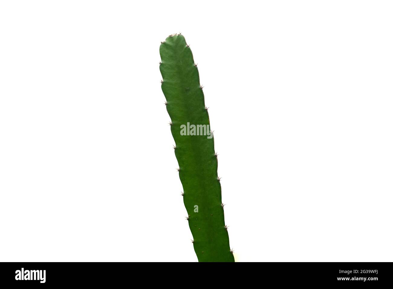 Dragon fruit tree on white background. Studio shot isolated Stock Photo ...