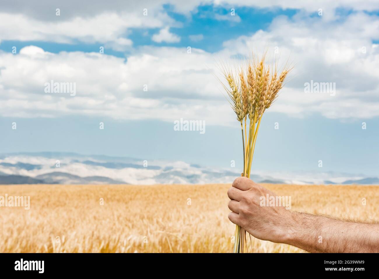 Wheat ears in farmer hand Stock Photo - Alamy