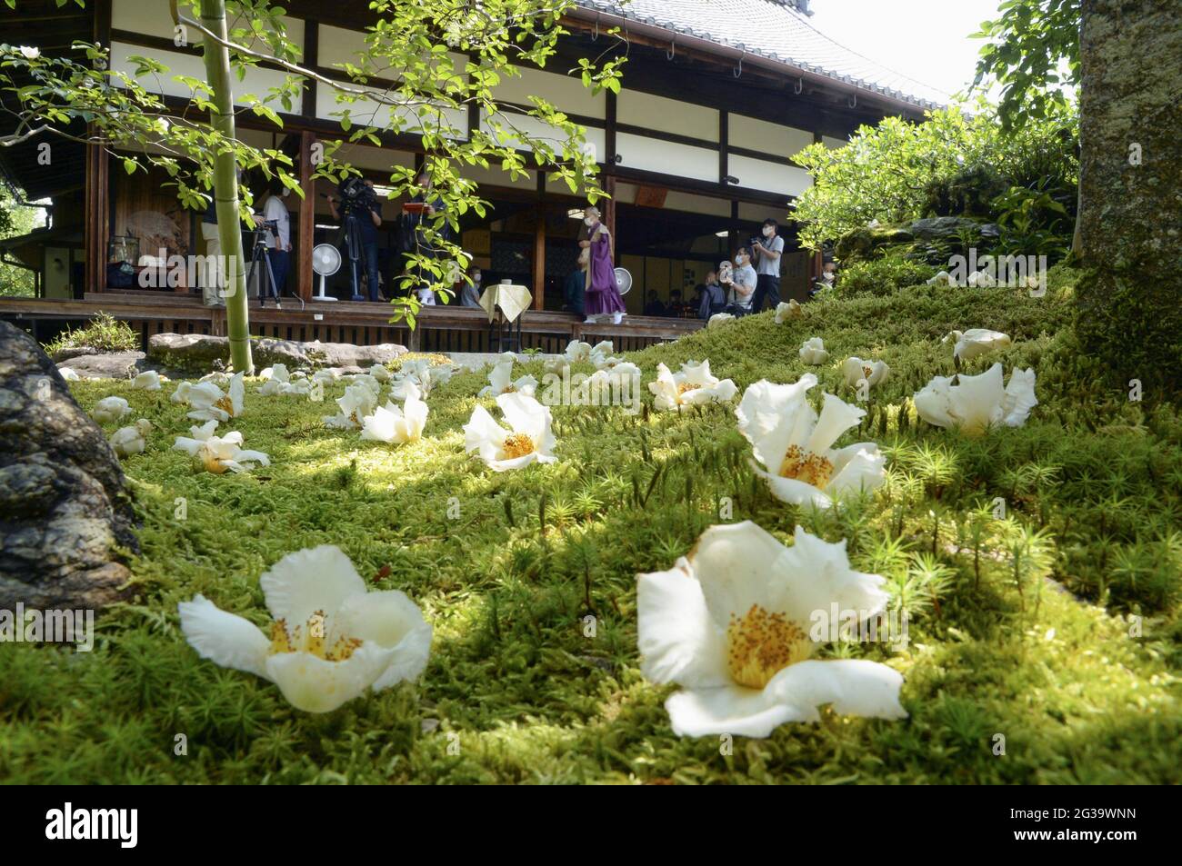 An annual event to view Japanese stewartia begins at the Torin-in ...