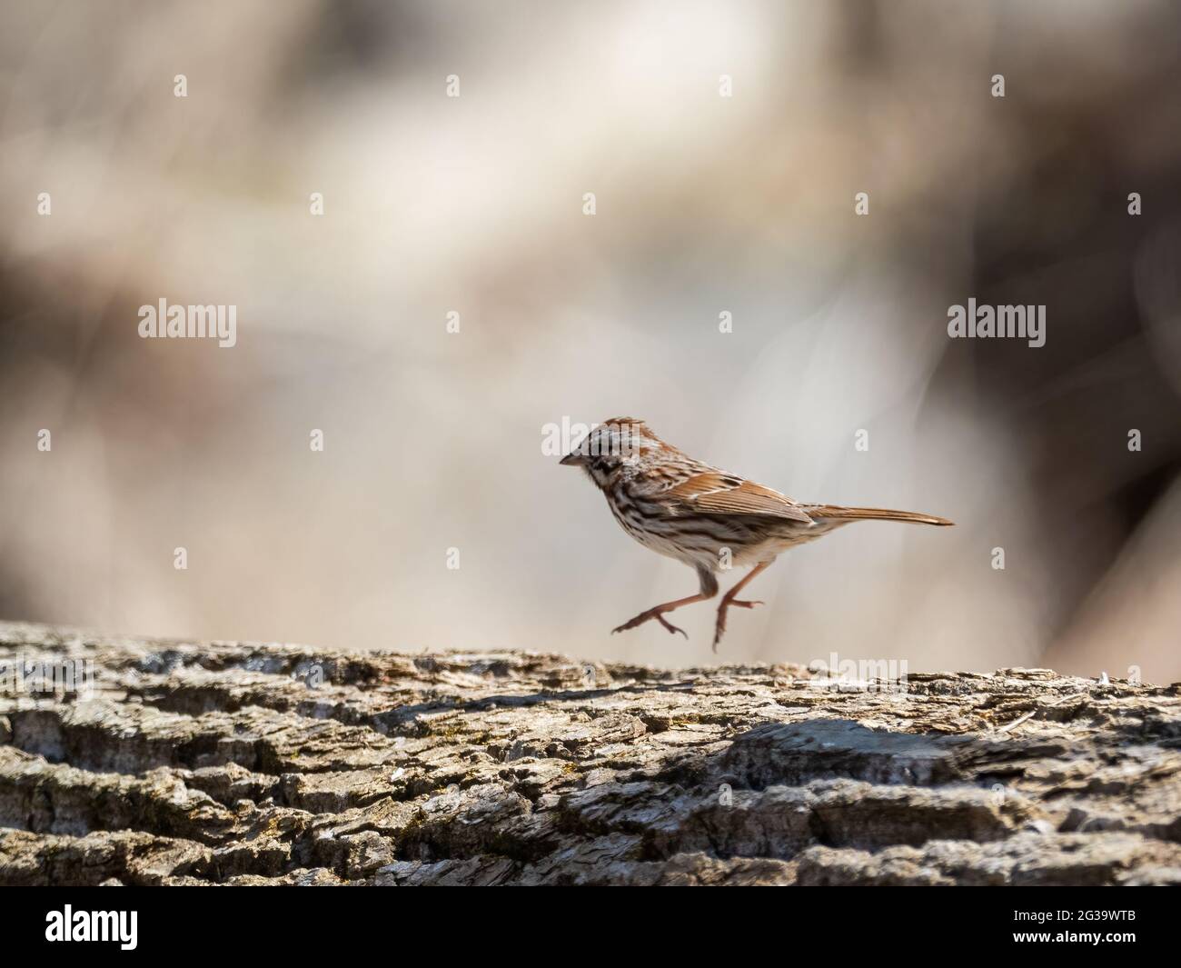 Small sparrow bird walking on a branch Stock Photo - Alamy