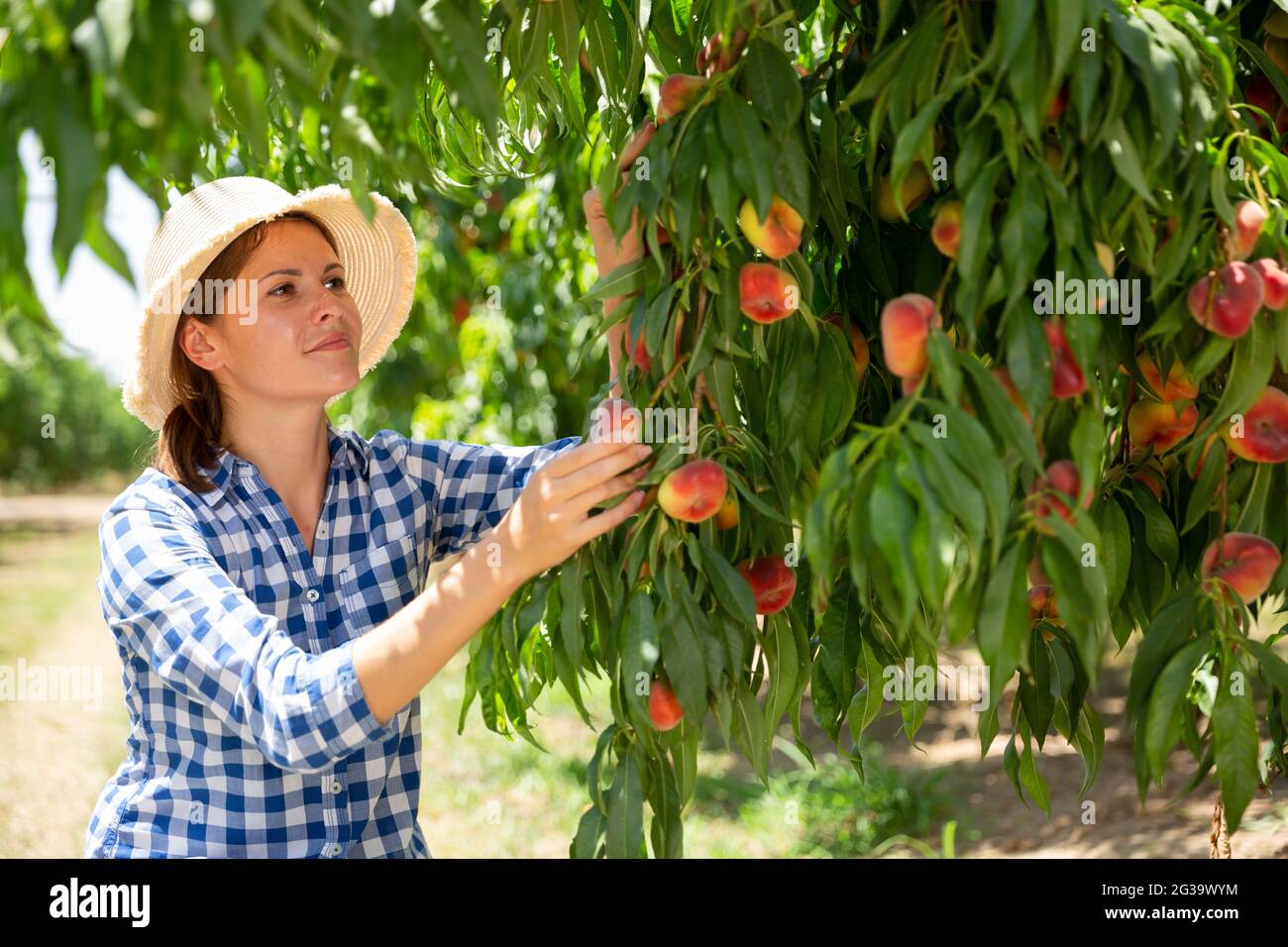 Woman farmer picking harvest of peaches from tree Stock Photo - Alamy