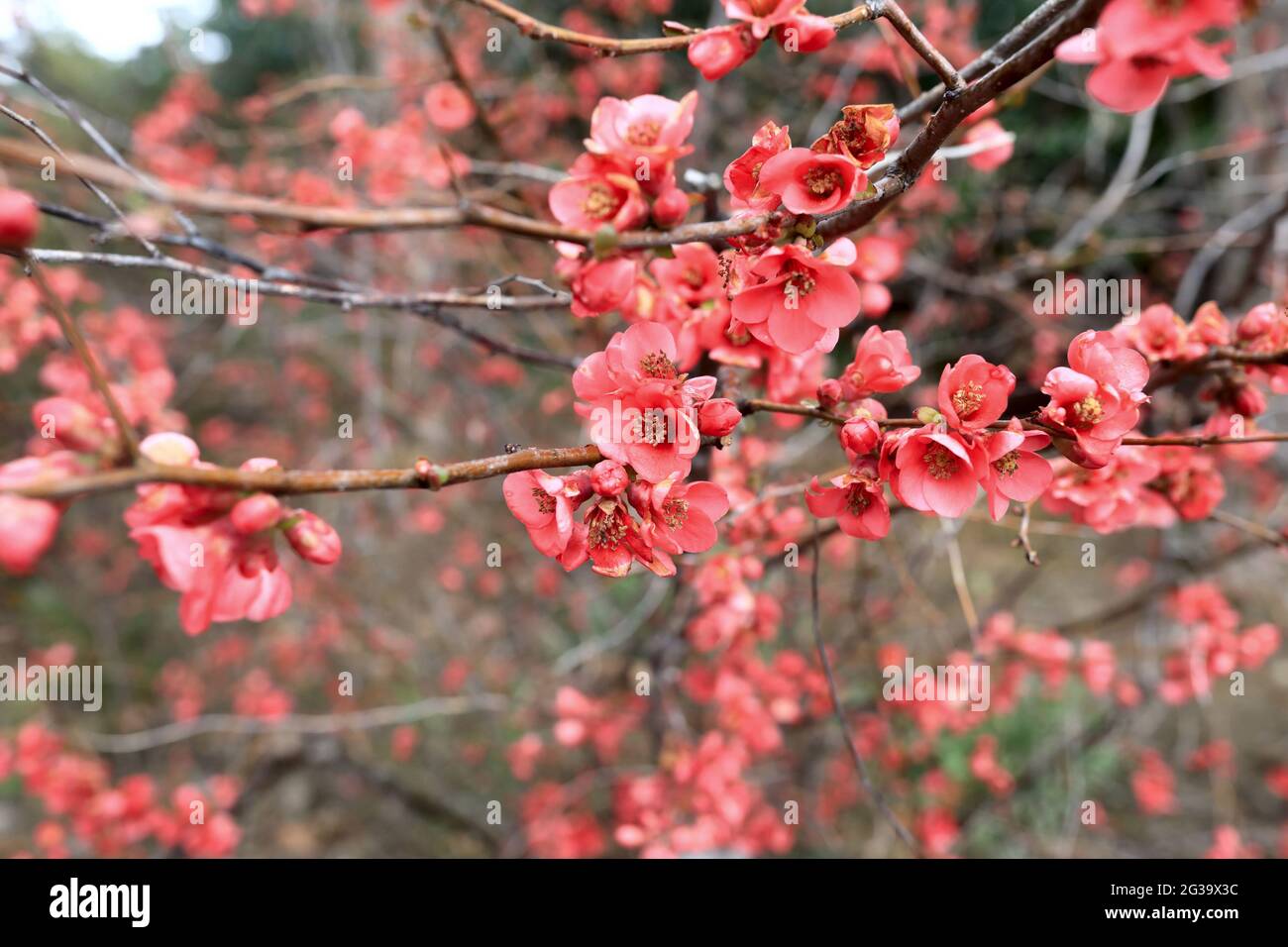 Prunus mume botanical hi-res stock photography and images - Alamy