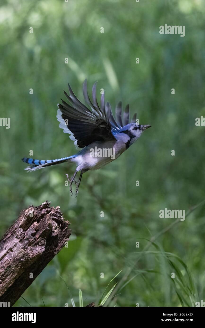 Blue jay in natural environment hi-res stock photography and images - Alamy