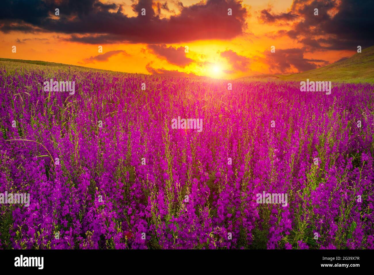 Beautiful violet flower hi-res stock photography and images - Alamy