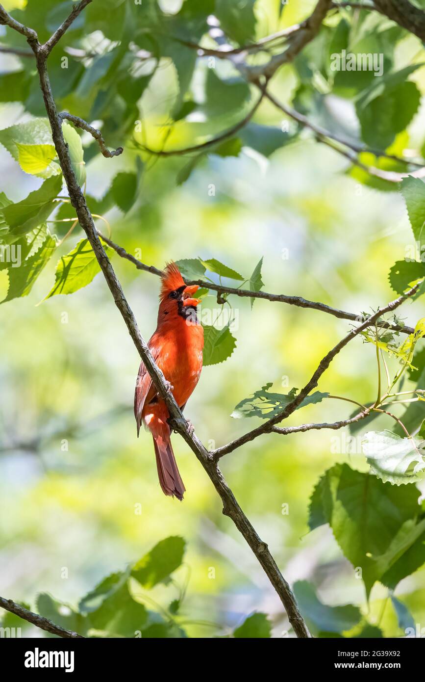 Cute Cardinal bird on a branch of a tree Stock Photo - Alamy